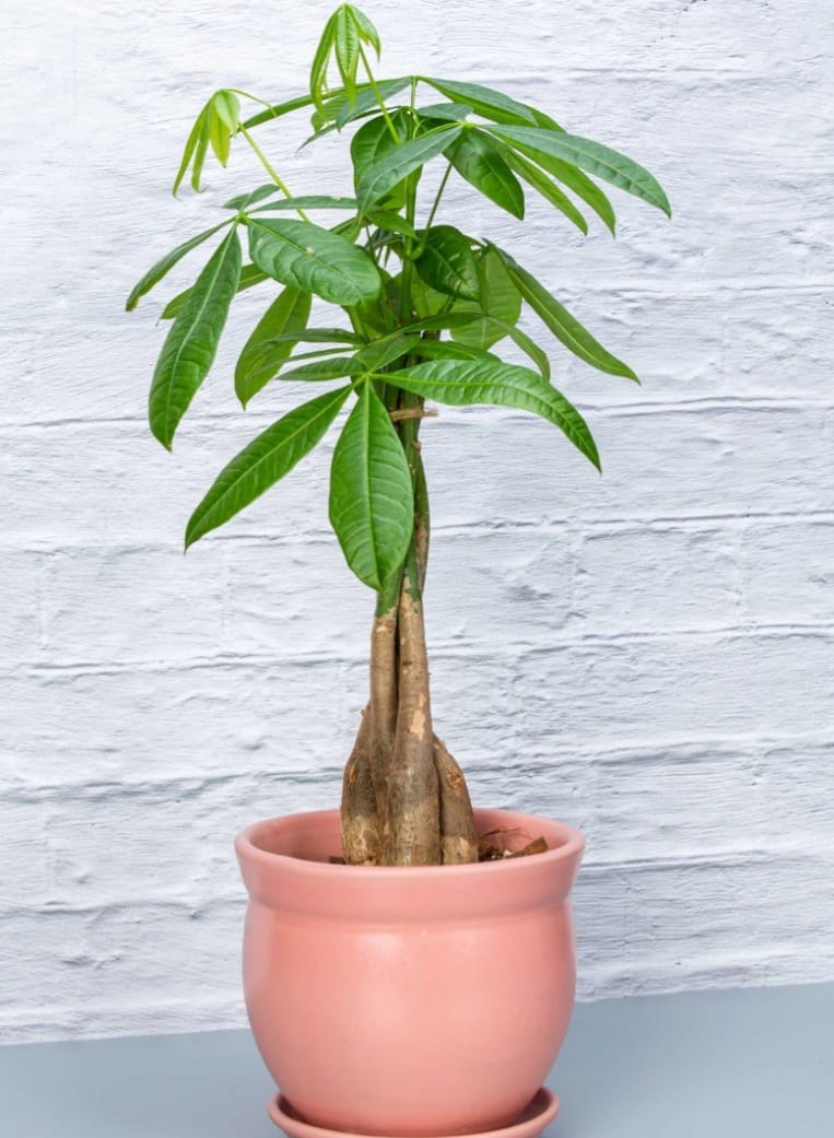 Lush Money Tree Plant - Ideal for Home & Office Decor