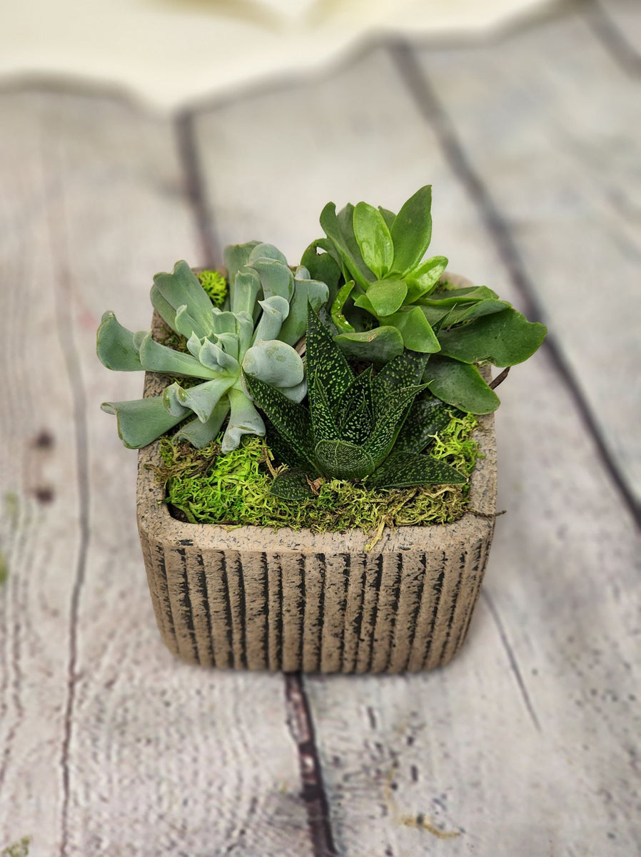 Succulent Pot